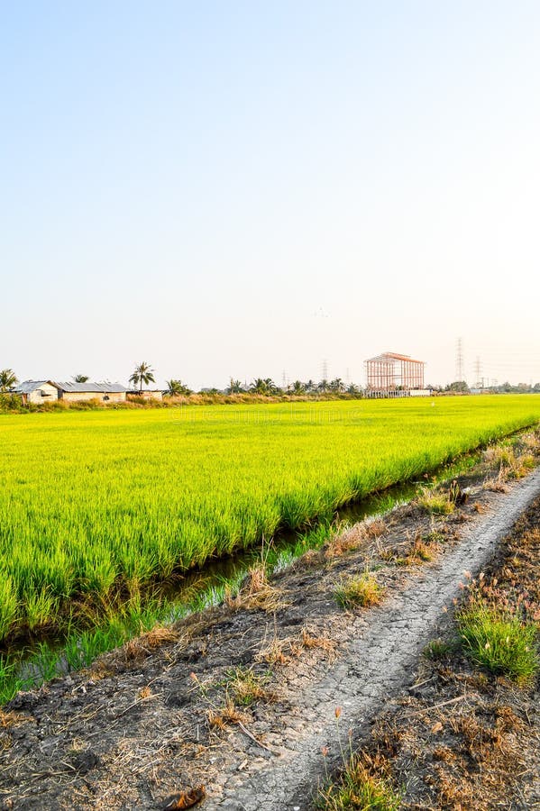 Soil road and rice field stock photo. Image of field - 58830632