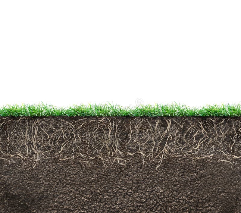 Soil with roots stock illustration. Illustration of background - 74563919