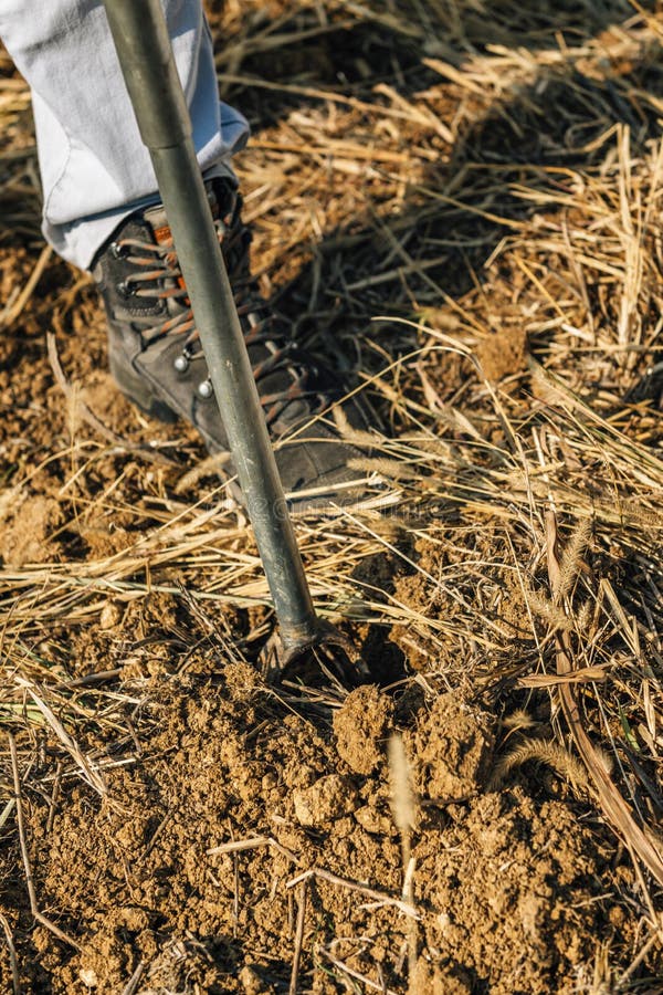 Soil Sampling. Agronomist Taking Sample with Soil Probe Sampler Stock ...