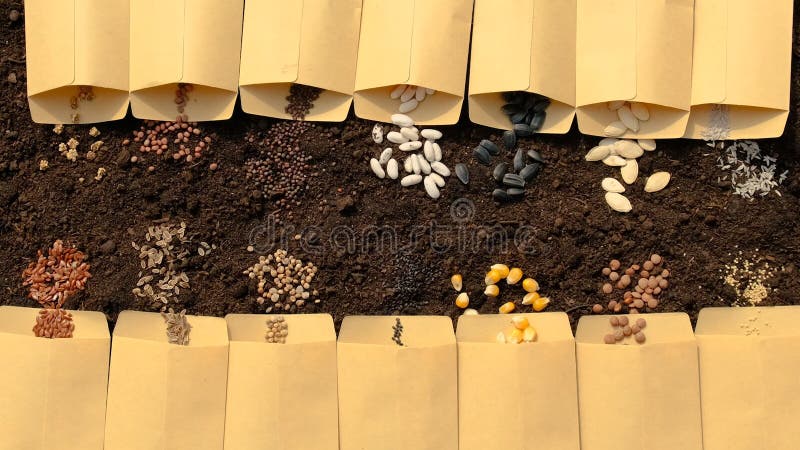 Soil and Seeds are Many Different Spring Sowing Plants in the Garden ...