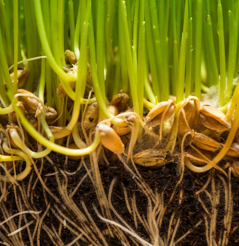Soil with seeds stock photo. Image of lush, grow, macro - 39121514