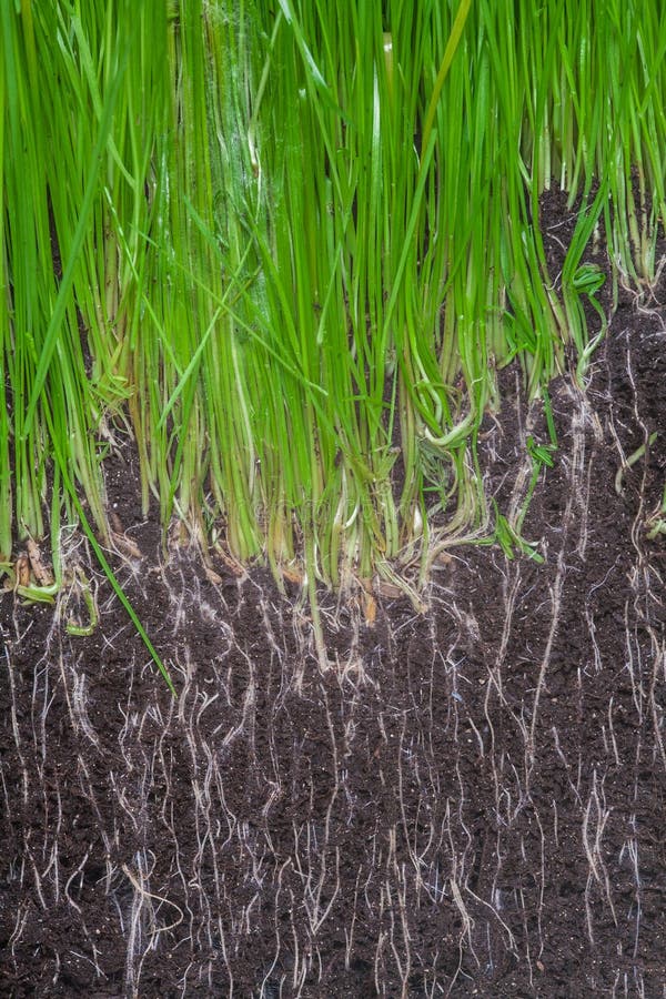 Soil with Seeds and Roots of... Stock Photo - Image of flora, grass ...
