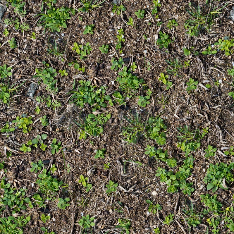 Soil With The Sprouted Grass Texture Seamless. Stock Photo - Image of ...