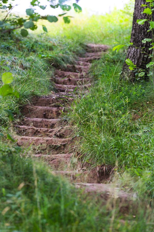 Soil steps in the forest stock image. Image of landscape - 130419331