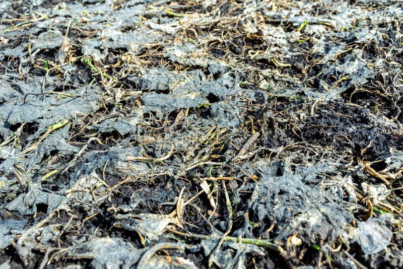 Soil Surface Covered with Decayed Rapeseed Leaves Sown on Green Manure ...