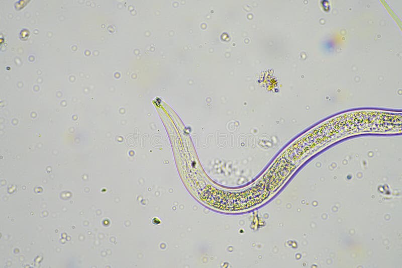 Soil Switcher Nematode, Microorganism and Soil Biology, with Nematodes ...
