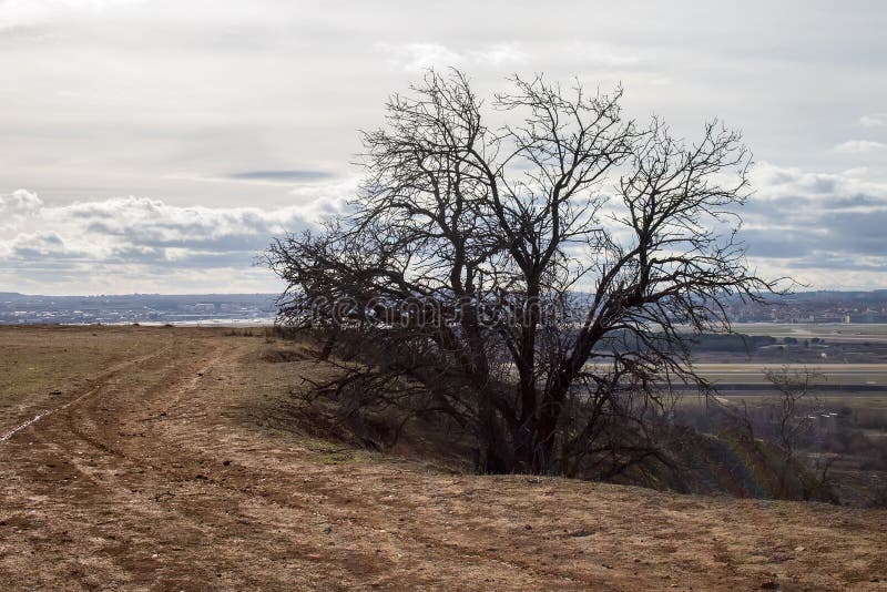 Soil Terrain and Bare Tree Landscape Stock Photo - Image of brown ...