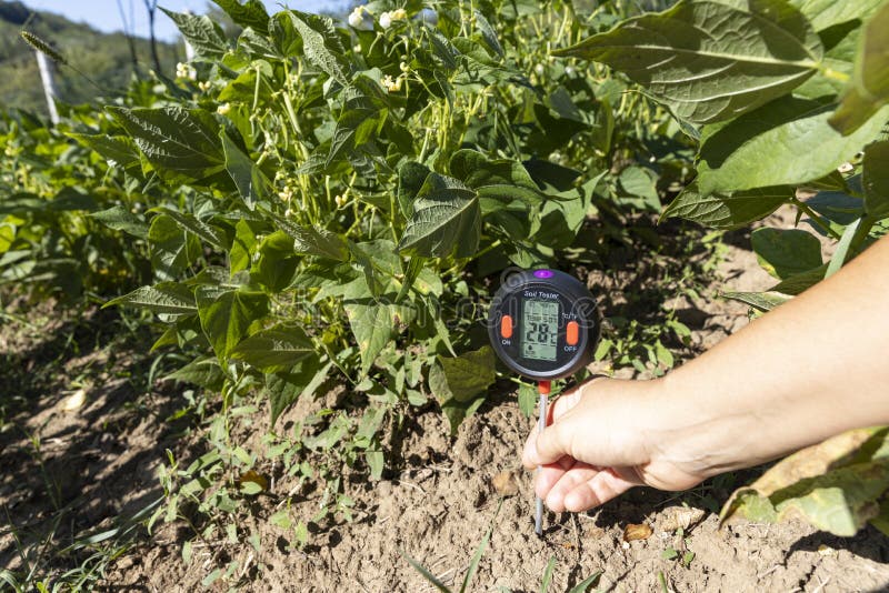 Soil Testing in Vegetable Garden with Digital Analyzer or Tester Stock ...
