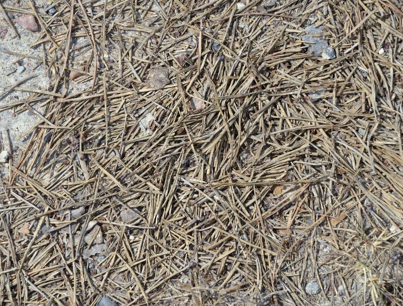 Soil Texture, Brown Ground Soil Mixed with Small Rocks Stock Photo ...