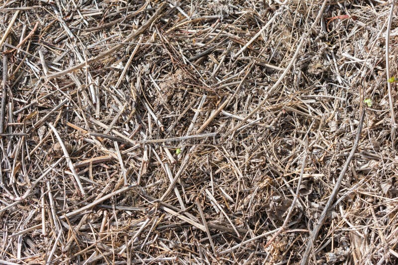 Soil Texture with Dry Branches and Leaves in the Field Stock Image ...