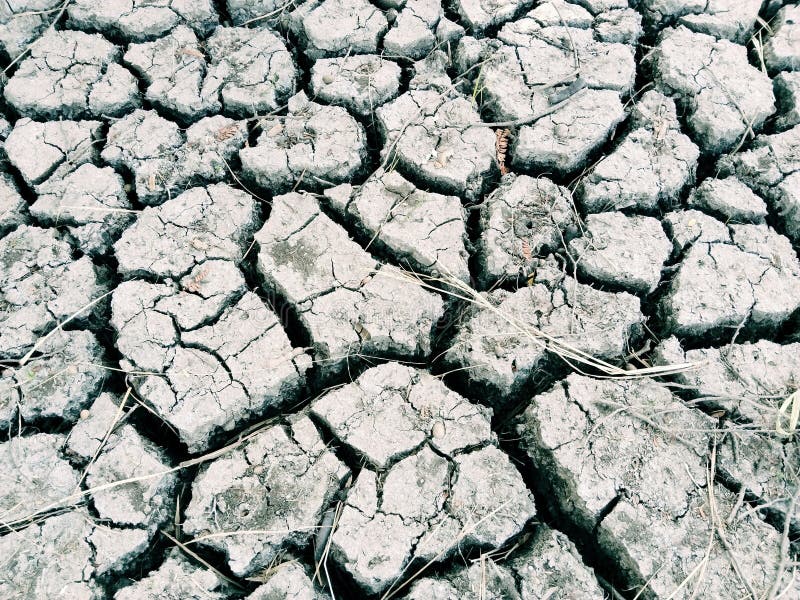 The Soil Texture of Dry Rice Fields is Attractive and Pleasing To the ...