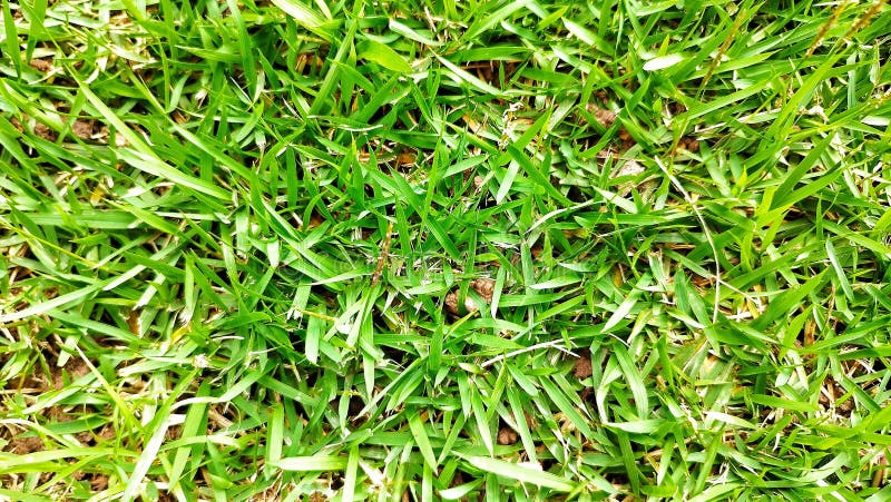 Soil texture with grass stock photo. Image of textured - 266897722