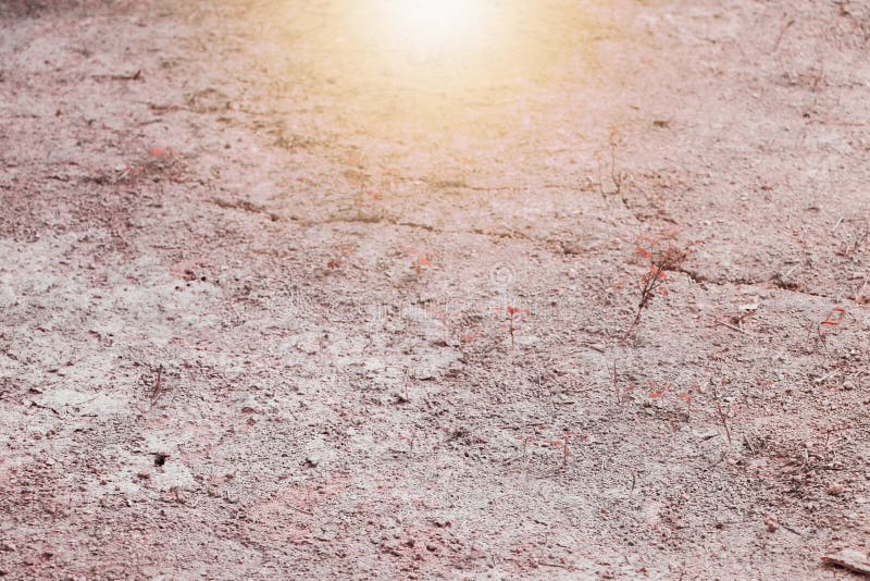 Soil Texture and Small Pink Flowers Stock Image - Image of pavement ...