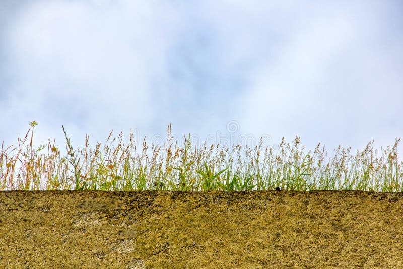 Soil Under the Growing Grass Stock Photo - Image of spring, white ...