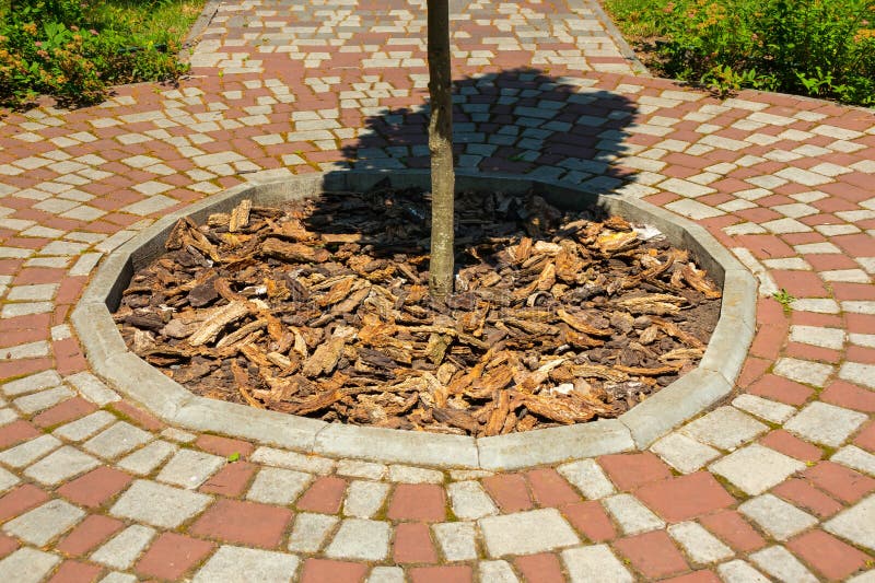 5,407 Soil Around Tree Stock Photos - Free & Royalty-Free Stock Photos ...