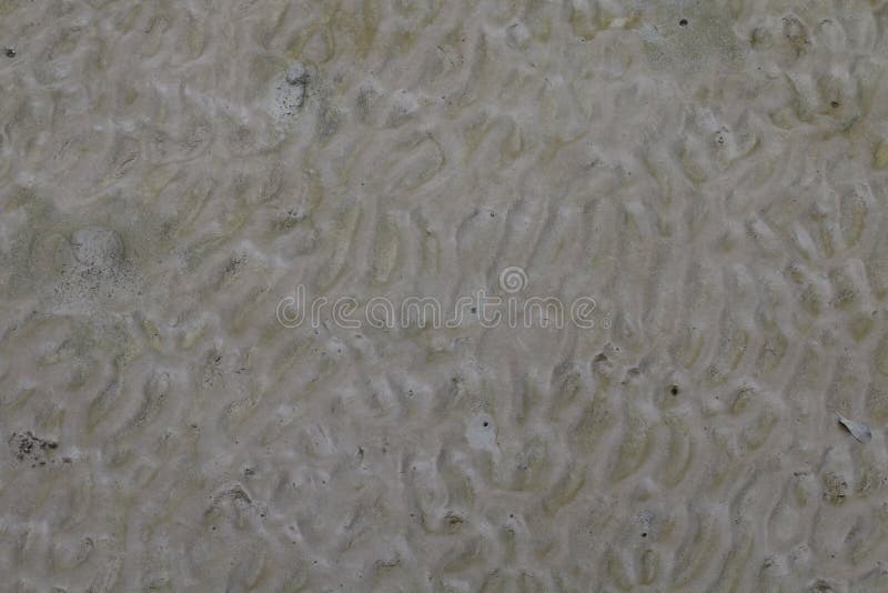 Mud of Mangrove Forest for Background Texture Soil Wet Stock Photo ...