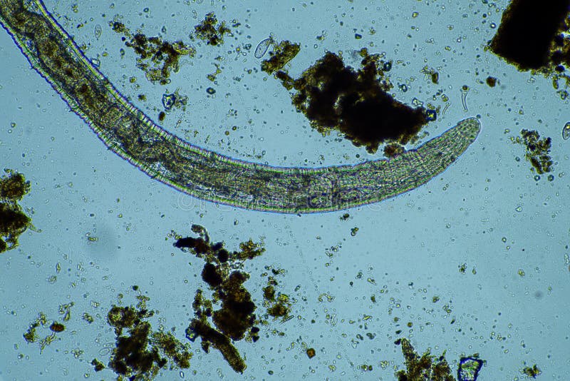 Soil Worms and Bug in Compost Stock Photo - Image of garden, farmer ...