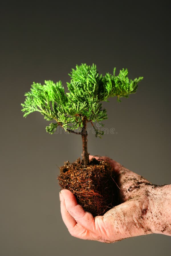 Soiled Hand Holding a Small Tree Stock Image - Image of care, gardening ...