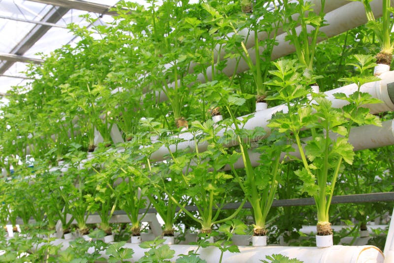 Soilless Cultivation of Green Vegetables Stock Image - Image of leaves ...