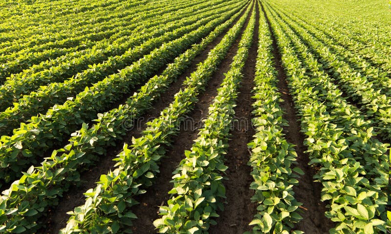 Sojabohnenfeld stockbild. Bild von landwirtschaft, hügel - 31307985