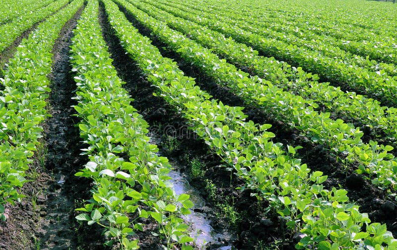 Sojabohnenfeld stockfoto. Bild von grün, landwirtschaft - 37290276