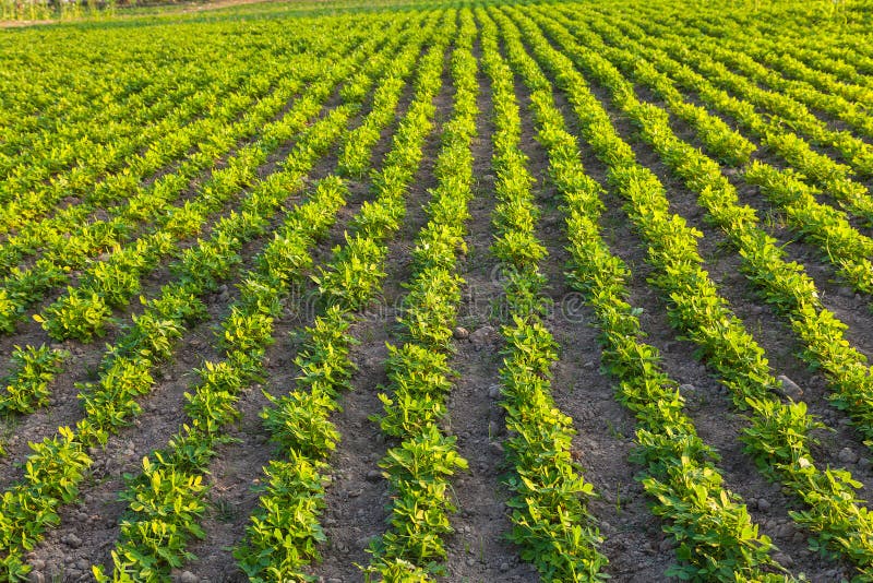 Sojabohnen-Feld-Reihen stockfoto. Bild von field, wachstum - 88615100