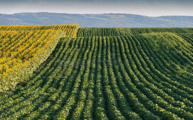 Sojabohnen-Feld-Reihen stockfoto. Bild von feld, reihen - 37707502
