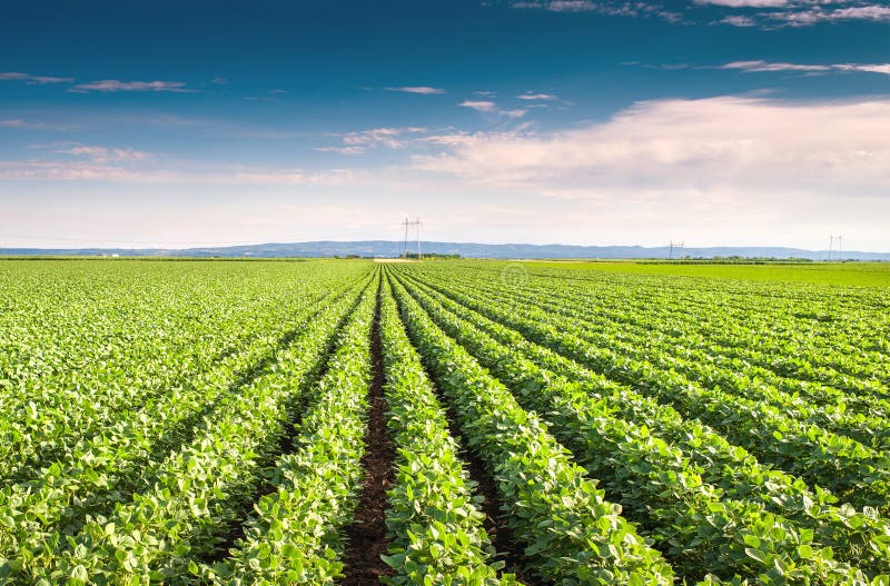 Sojabohnen-Feld-Reihen stockfoto. Bild von niemand, monokultur - 37707502