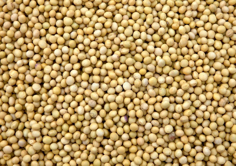 Sojabonen stock afbeelding. Image of markt, product, producten - 24854927