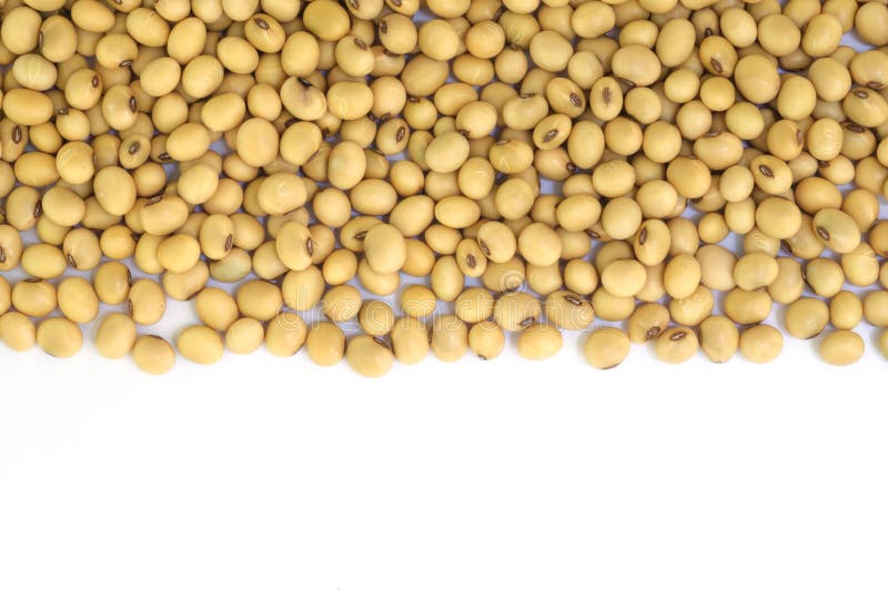Sojabonen. stock afbeelding. Image of kleur, installatie - 31844949