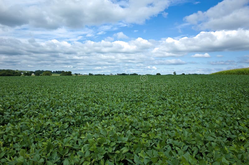 Sojabonen stock foto. Image of landbouw, gewassen, maaltijd - 42957432