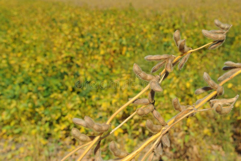 Sojabonen stock foto. Image of maximum, harig, organisch - 62045670