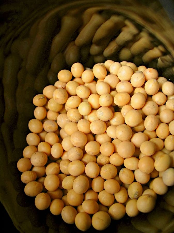 Zwarte sojabonen stock afbeelding. Afbeelding bestaande uit zwart ...