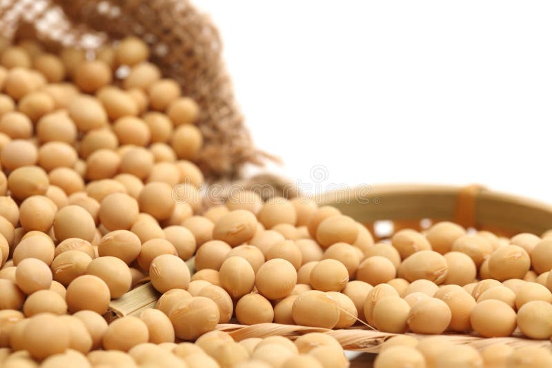 Sojaboon stock afbeelding. Image of geïsoleerd, gezondheid - 113015537