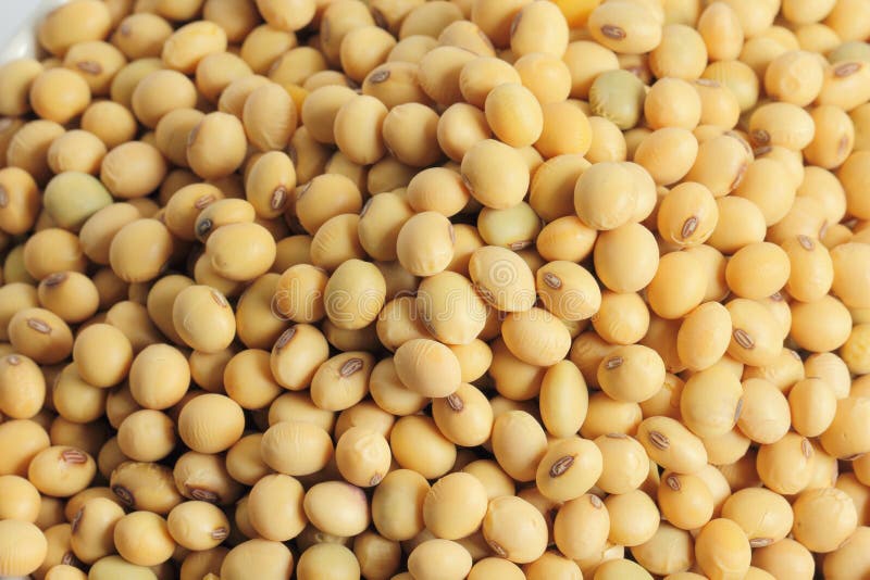 Sojaboon stock foto. Image of voeding, organisch, macro - 32563088