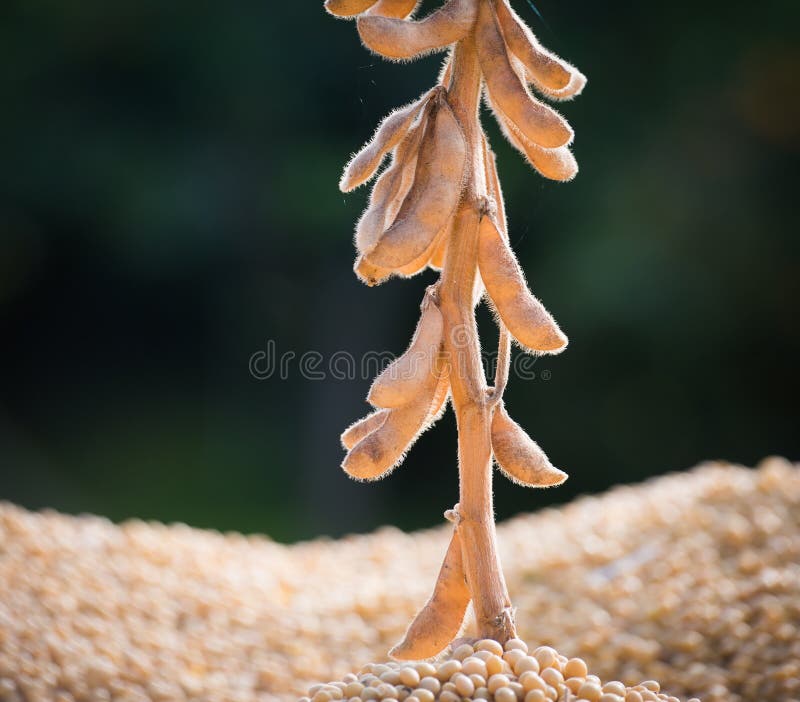 De groeisojaboon stock afbeelding. Image of laag, tafereel - 38152679