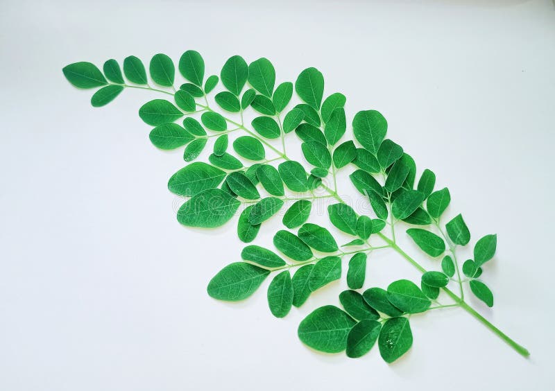 Sojne Tree Moringa Oleifera Plants with Leafs Stock Image - Image of ...