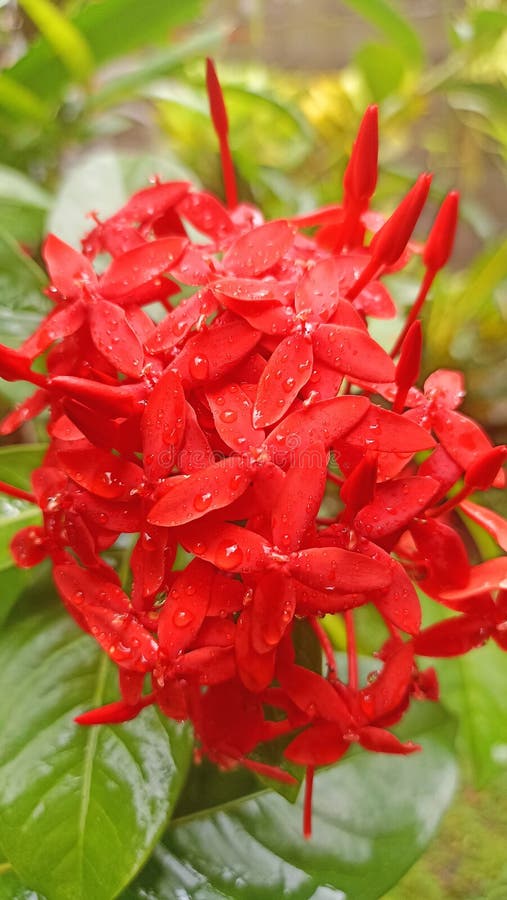 This is a Soka flower stock photo. Image of flower, soka - 267673534