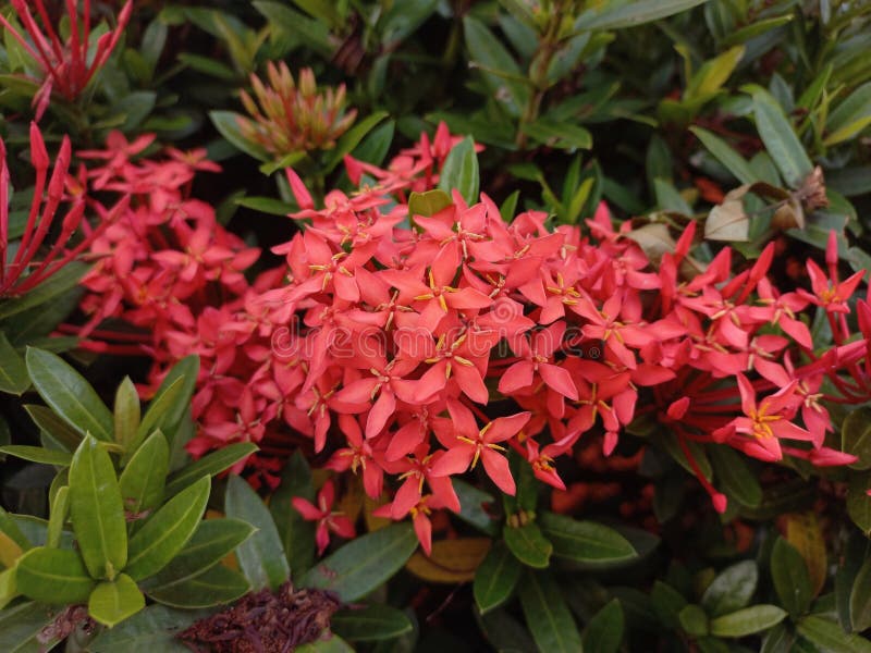 Soka Flower is a Beautiful Red Dazzling Stock Image - Image of flower ...