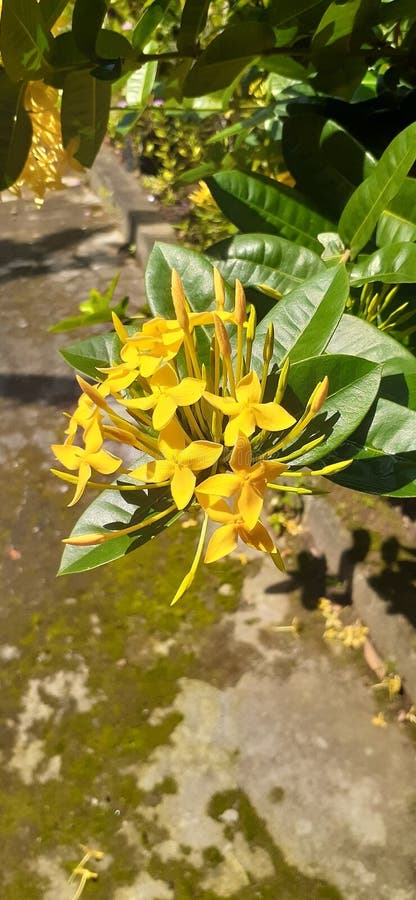 Soka flower blowing stock image. Image of fruit, tree - 274371283