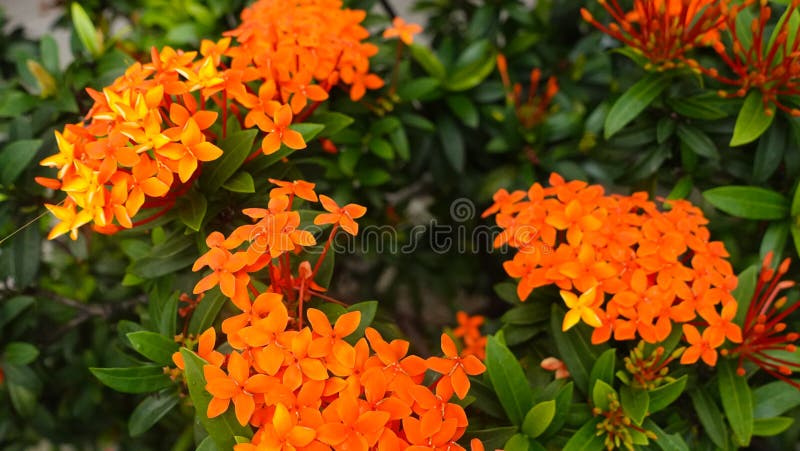 Soka Flower Genus Ixora Garden Flower Stock Image - Image of jasmine ...