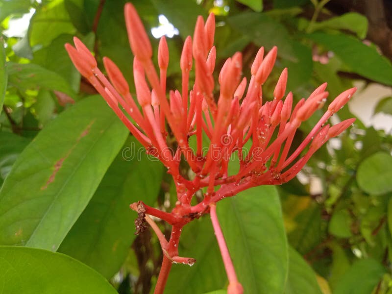 Soka flower red stock photo. Image of petal, nature - 246272946