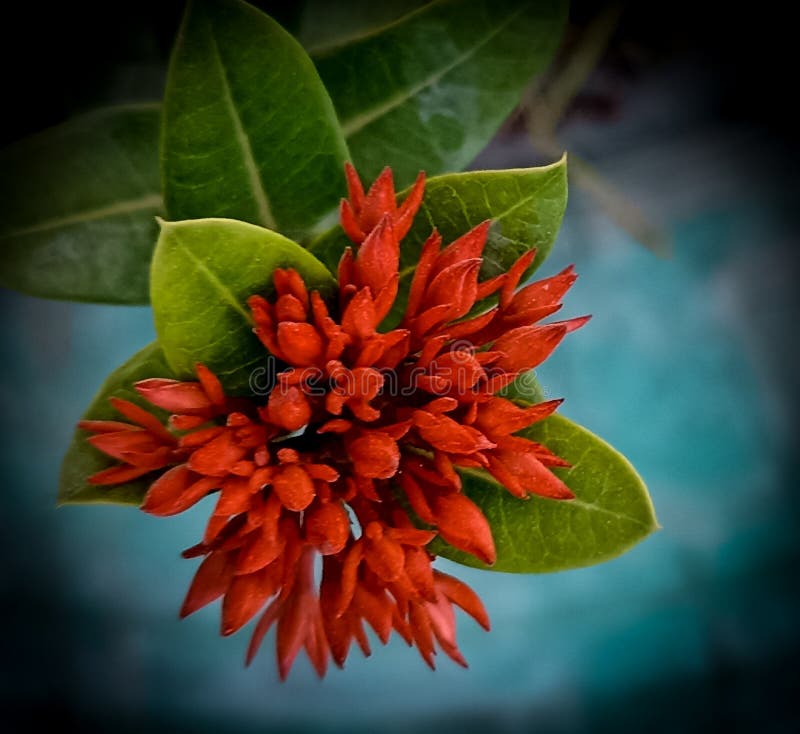 Soka flowers close-up stock image. Image of closeu, soka - 264673875