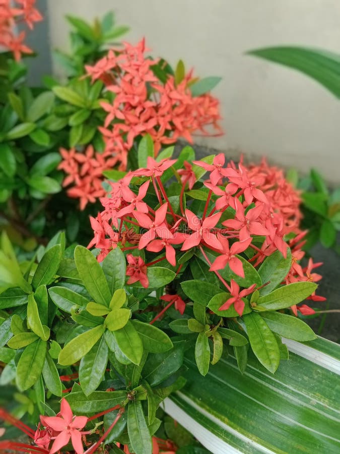 Soka Flowers with Orange Color in the Front Yard Stock Photo - Image of ...