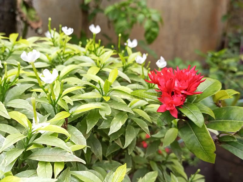 Soka Flowers and Rembosa Flowers Stock Image - Image of beautiful ...