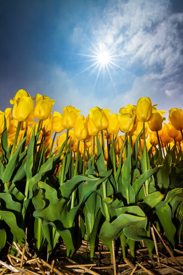 Sol Amarillo De Los Tulipanes Foto de archivo - Imagen de cubo ...
