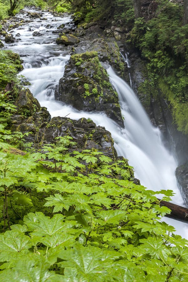 Sol Duc Falls in the Rain Forest. Stock Photo - Image of rock, rocky ...
