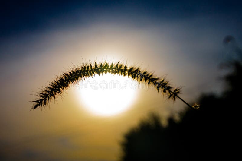 Sol Naciente Debajo De La Hierba Imagen de archivo - Imagen de hierba ...