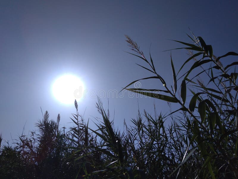 Sol radiante foto de archivo. Imagen de radiante, detalle - 129518694