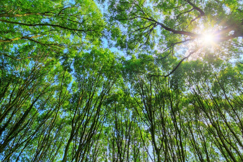 Sol verde del toldo foto de archivo. Imagen de paisaje - 89434376